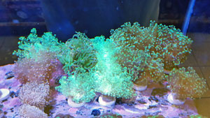 acan coral, chalice coral, mushroom coral, and soft coral!